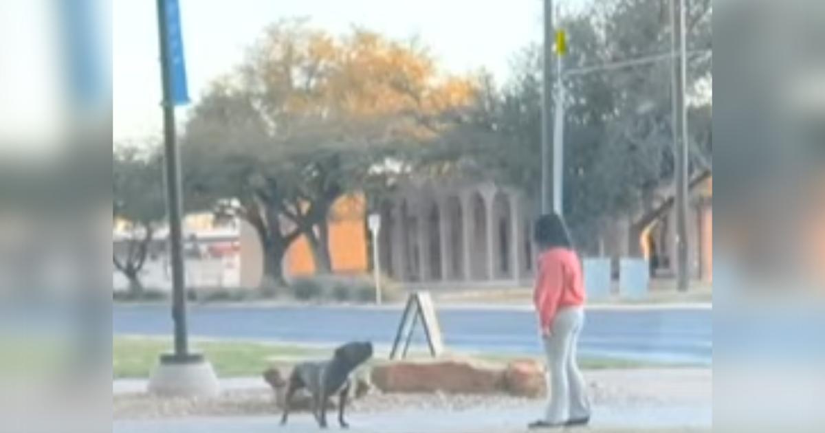 San Angelo Task Force Recommends Major Overhaul of Animal Services