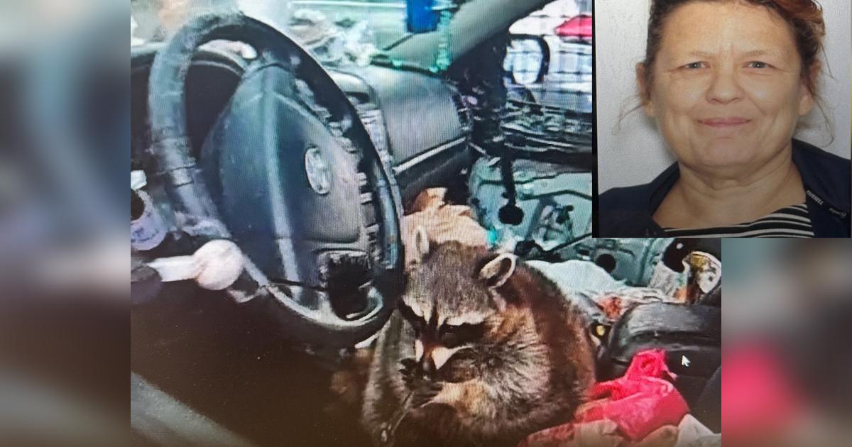 Raccoon Found Holding Meth Pipe During Traffic Stop