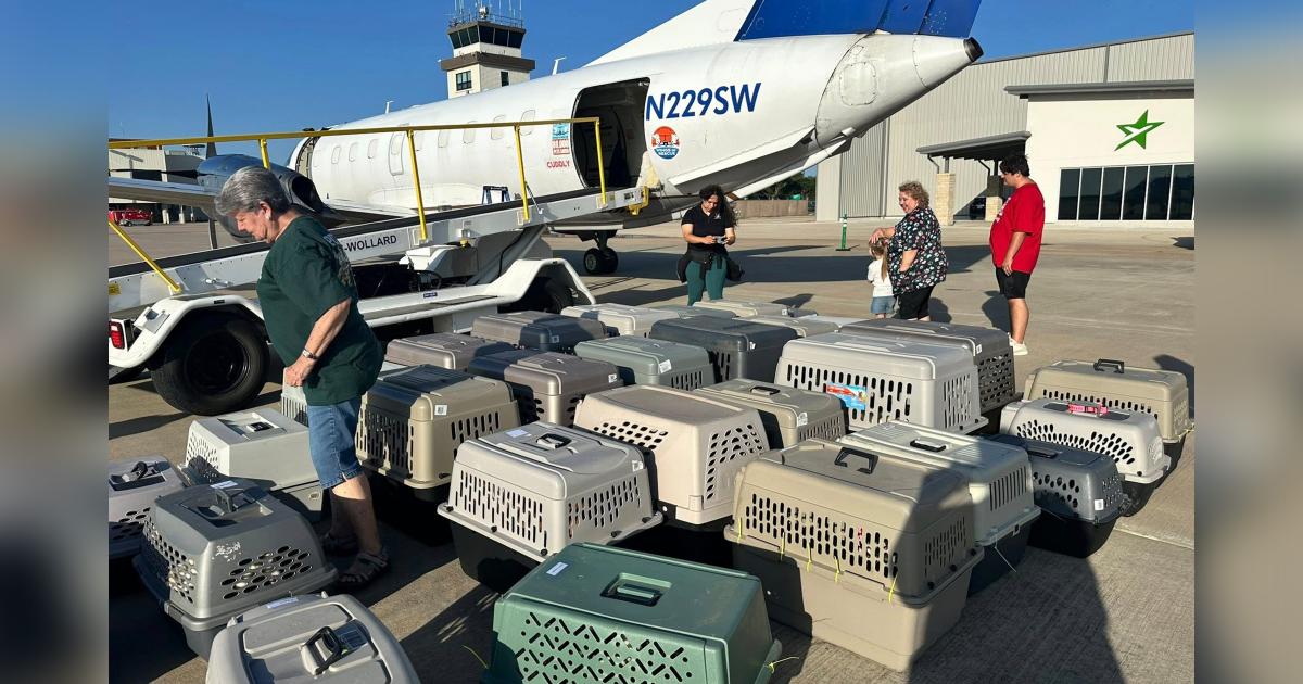 107 Shelter Pets Leave San Angelo, Making Room for Flood-Displaced Animals