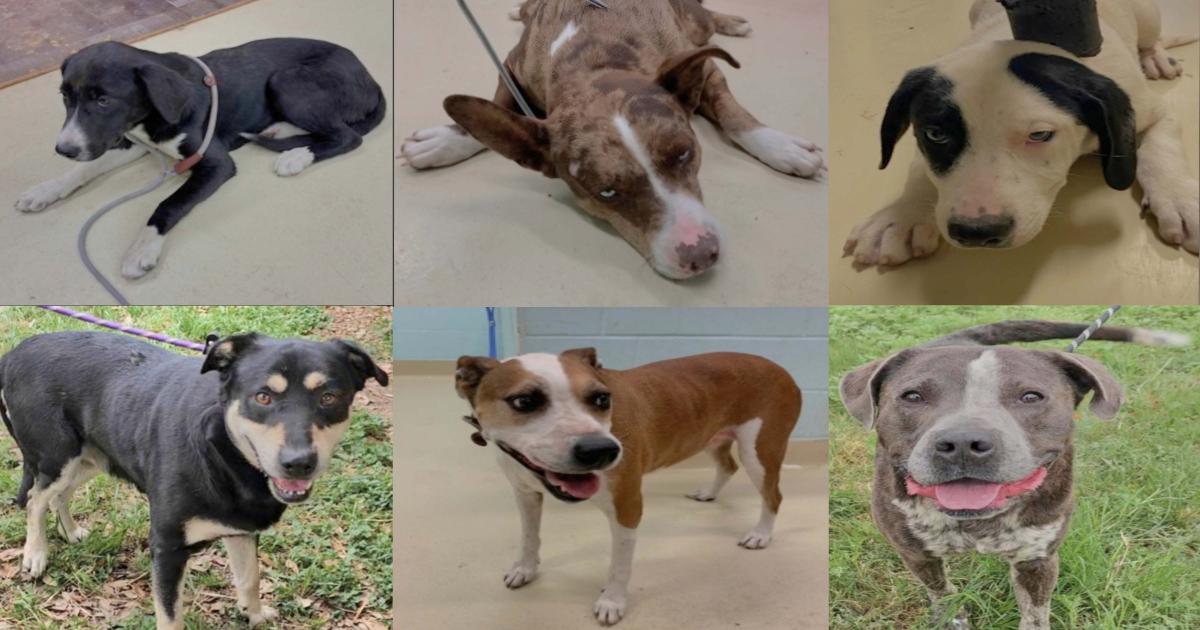 San Angelo Animal Shelter Near Capacity as Longest-Stay Dogs Face ...
