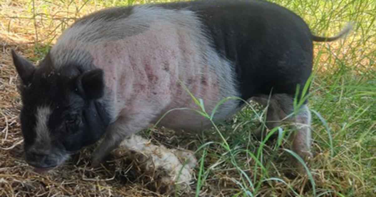 Loose Pig Picked Up on Sherwood Way