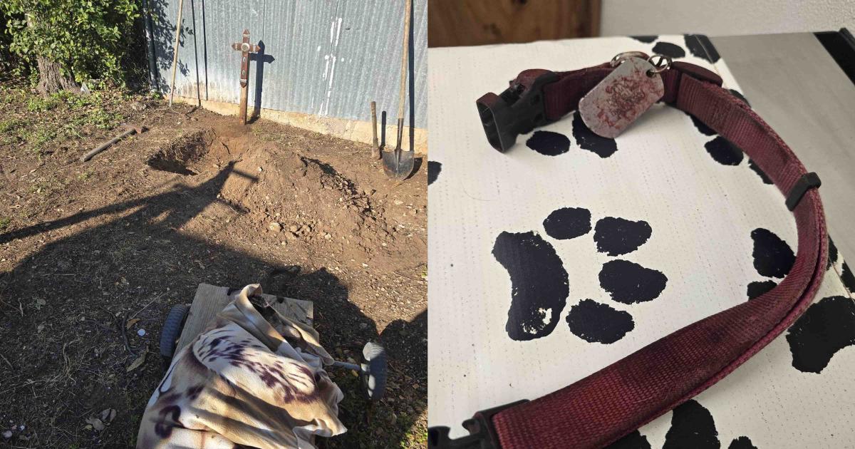 City Provides Insight on Animal Attack That Killed Dog