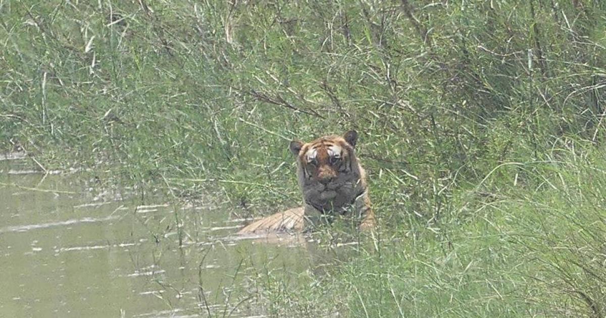 Tiger Spotted in the Rio Grande River