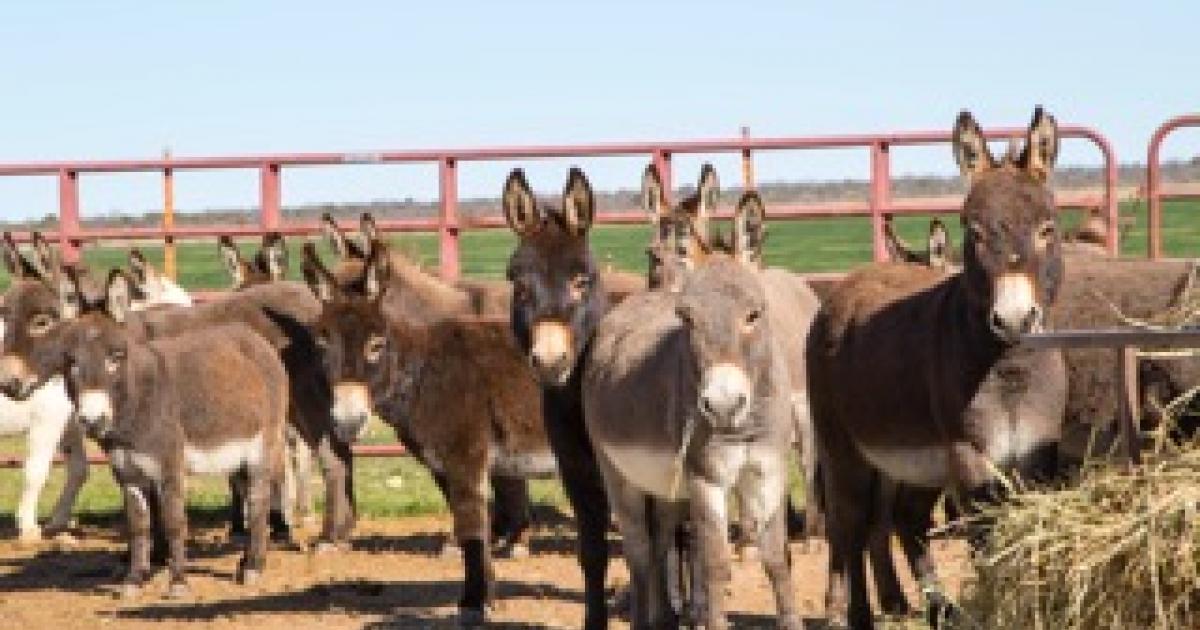 Peaceful Valley Rescues Over 200 Miniature Donkeys From One Location
