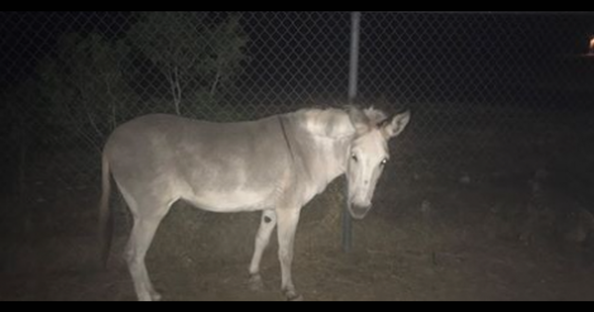 Donkeys Found on the Houston Harte