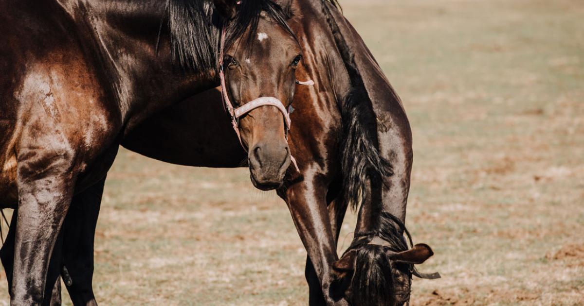 Six Confirmed Cases of Anthrax in Various Animals in Concho Valley this ...
