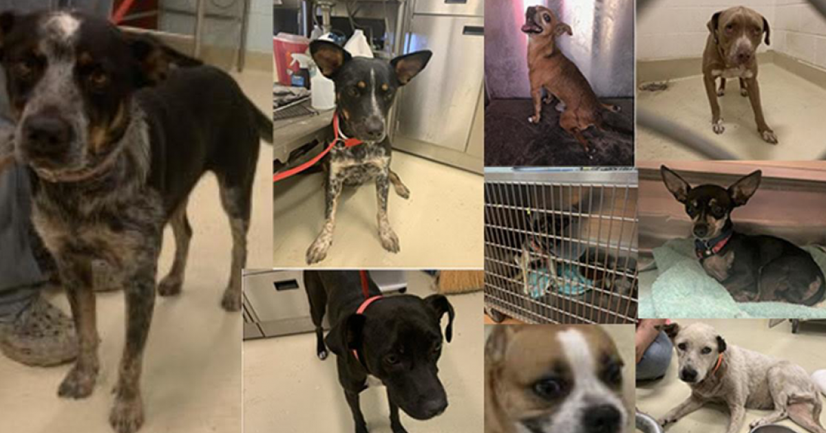 Have You Lost Your Dog Recently? Claim It Before It's Too Late