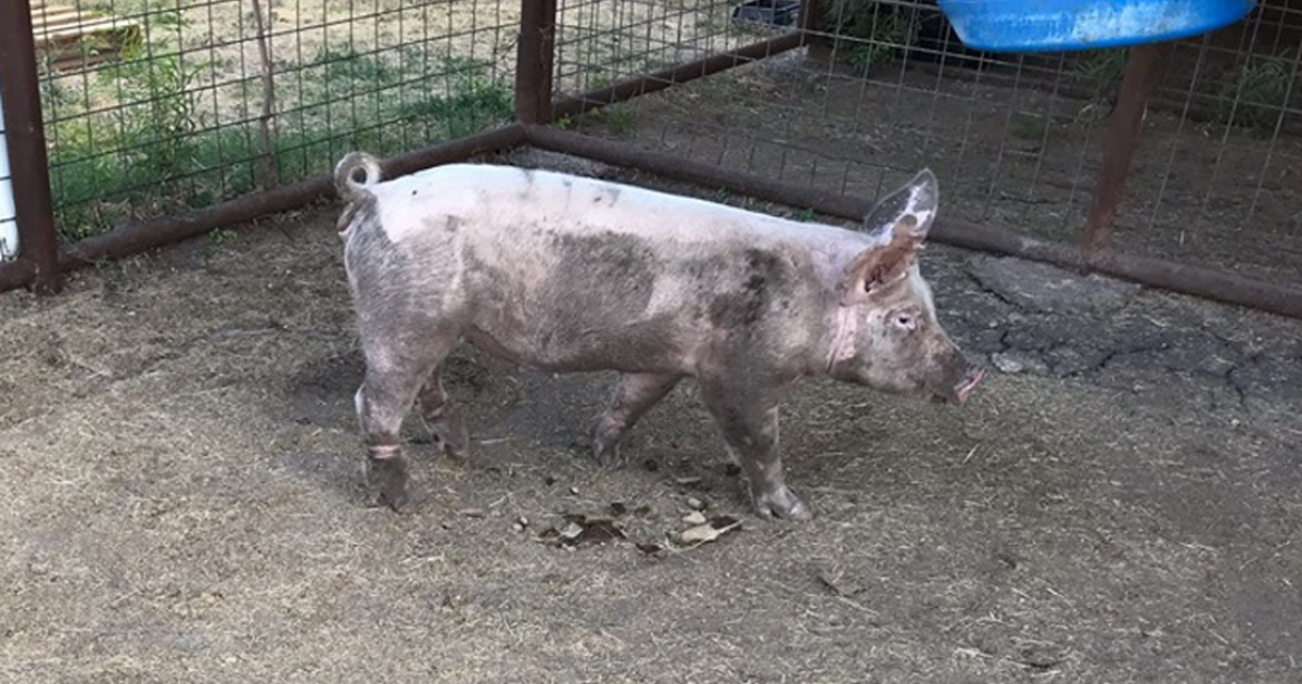 Lost Your Pig? The COSA Has It