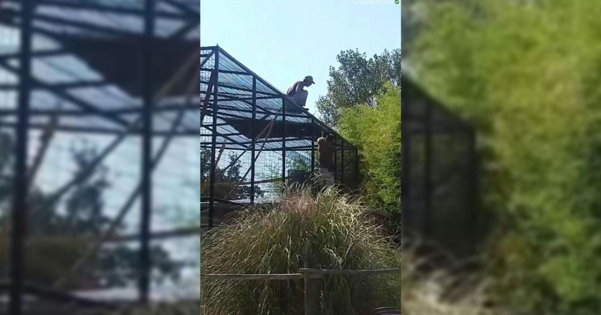 WATCH: Monkeys Caught Attempting Escape from Abilene Zoo