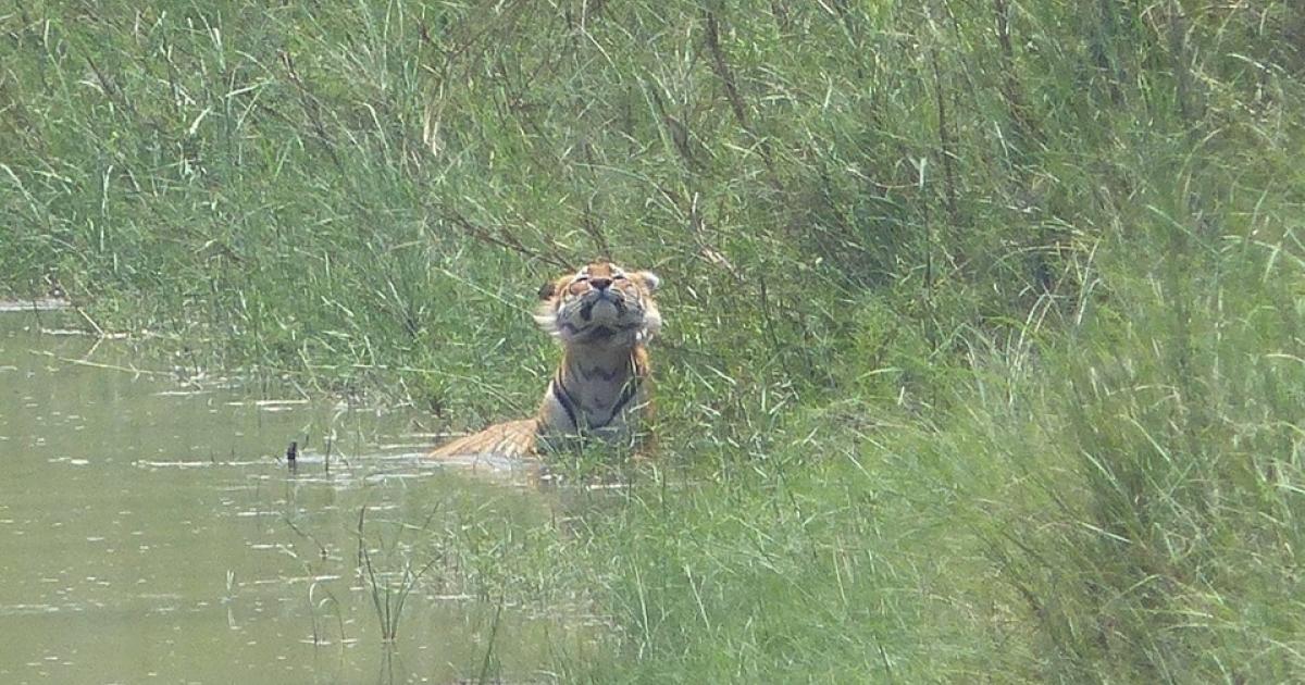 Second Thoughts About Tigers on the Loose Near the Rio Grande
