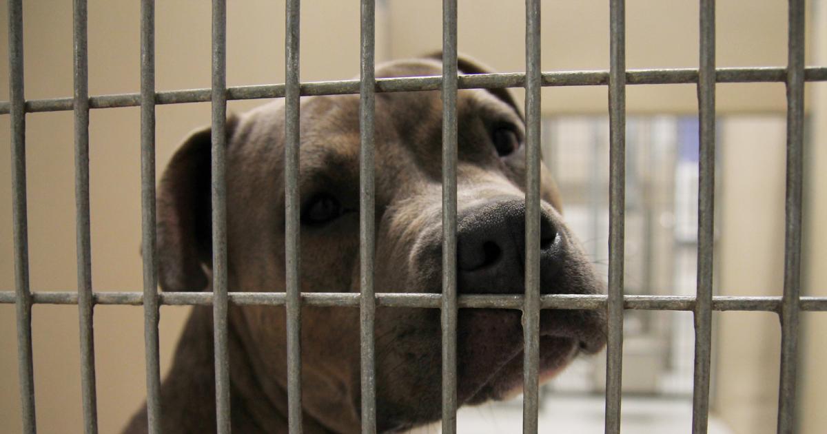 San Angelo Animal Shelter Struggles with Overcrowding