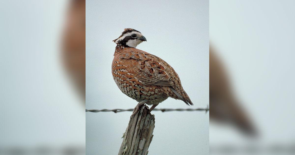 Quail Numbers Alarmingly Low Heading into Season Oct. 30