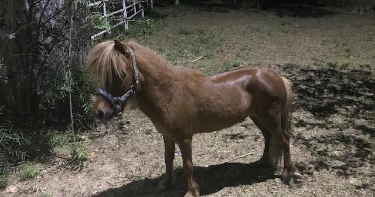 Miniature Pony Found in North San Angelo