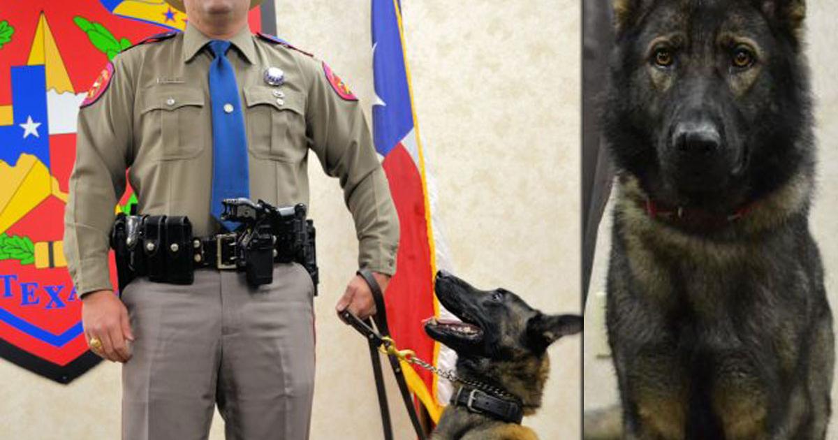 New Canine Teams Join DPS Crime Fighting Efforts