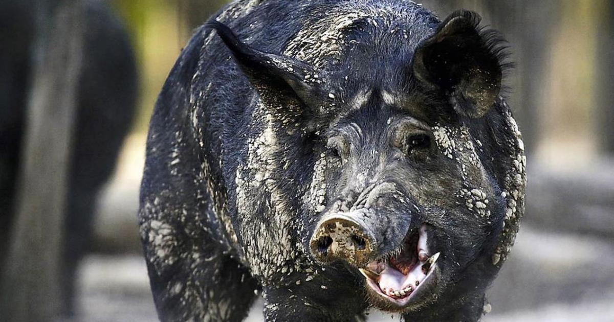 Texas Ag Commissioner Released New Tool for the War on Hogs