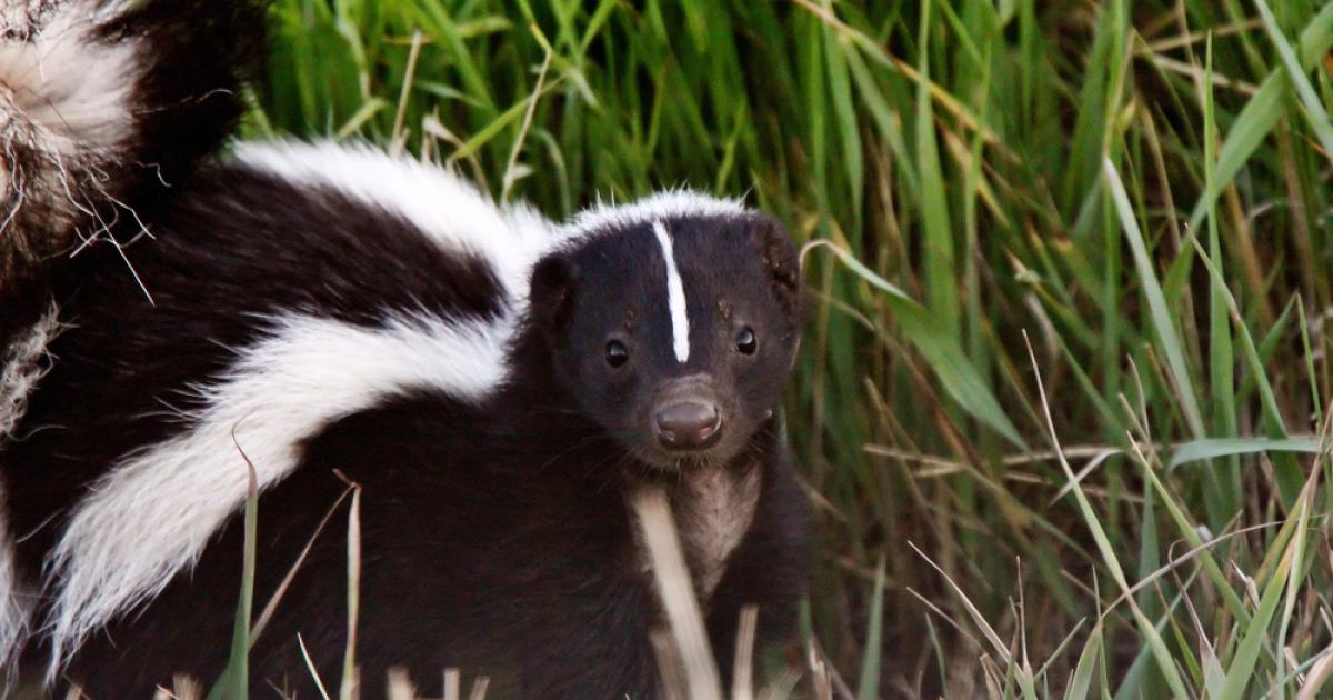 ASU's Leading Skunk Expert Featured in Texas Parks & Wildlife Magazine