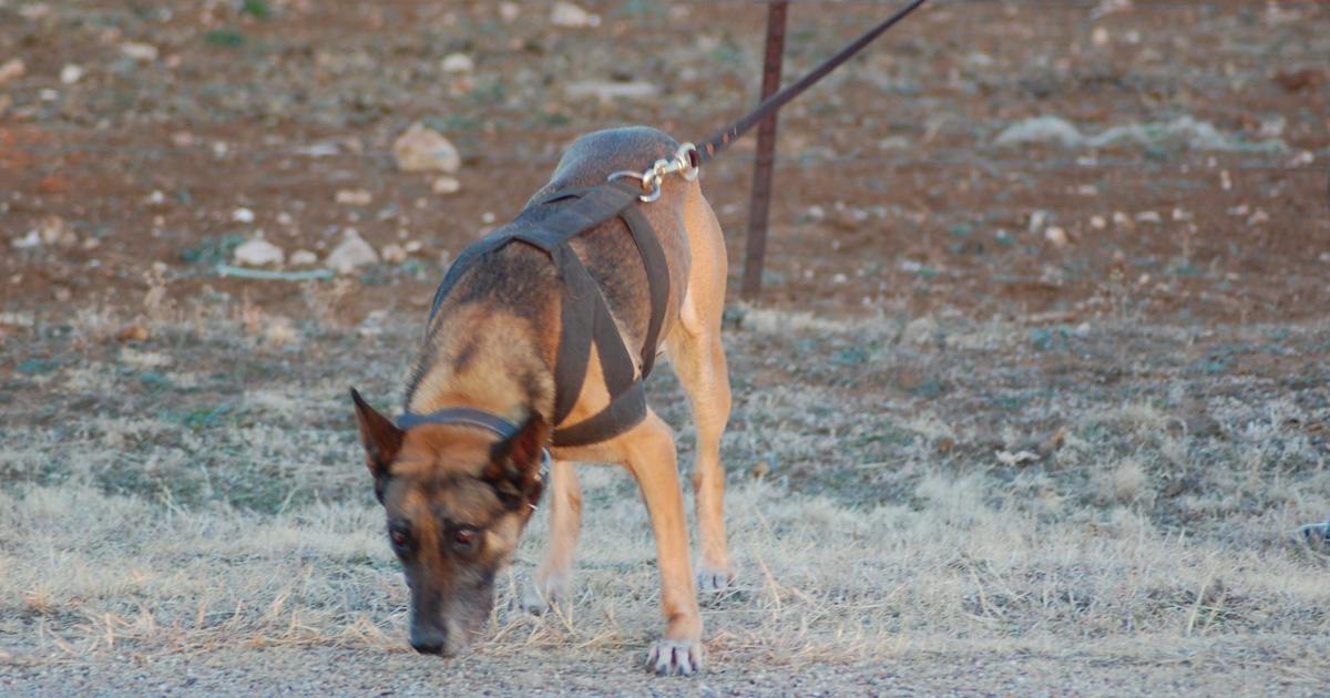 San Angelo Animal Shelter to Cease Euthanizations for One Day on June 11
