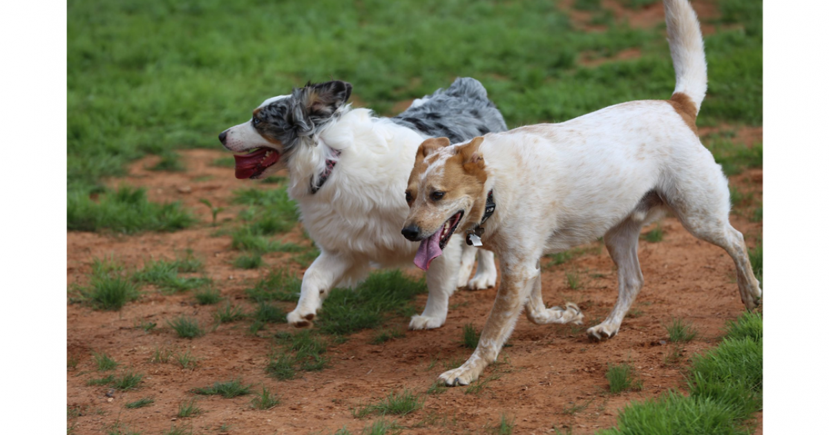 BREAKING: San Angelo Animal Shelter Crisis – No Room for Anymore Dogs ...