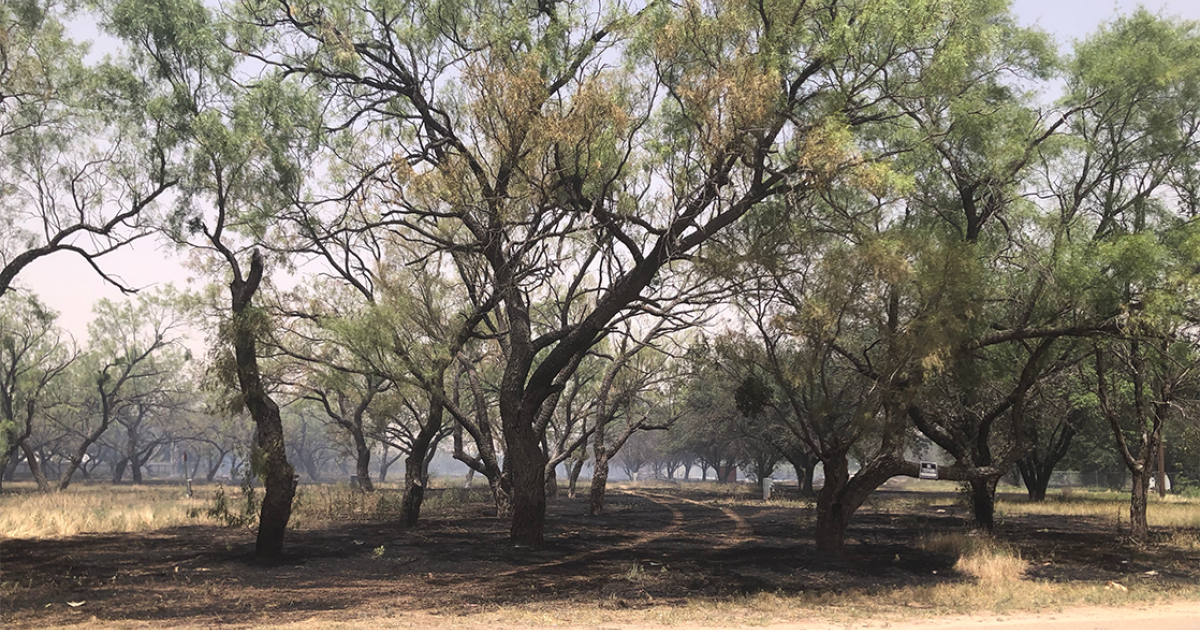 Grape Creek Fire Threatened Nearly 100 Structures