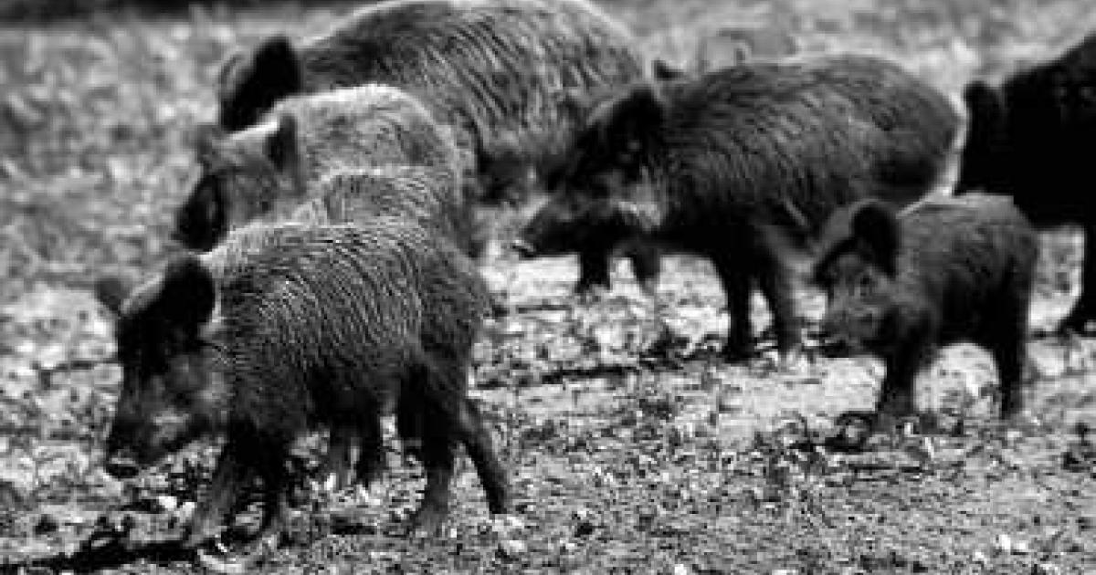 It'll Be Open Season on Feral Hogs in Texas Starting in September