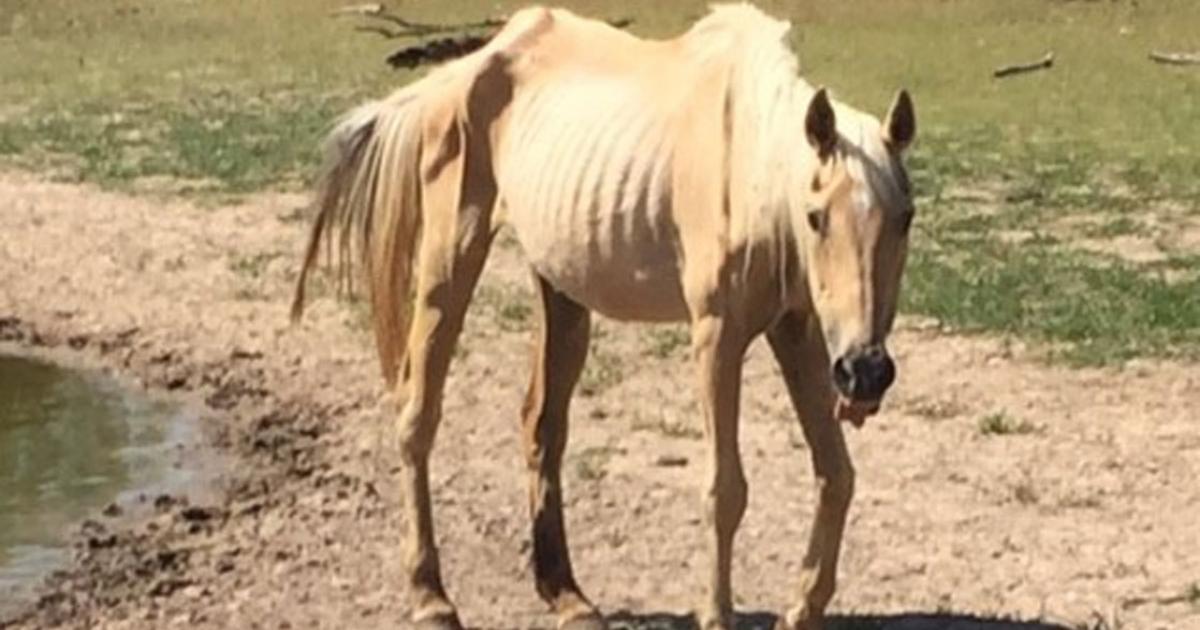 Cruelty to Animals & Aggravated Robbery: Tuesday Booking Report