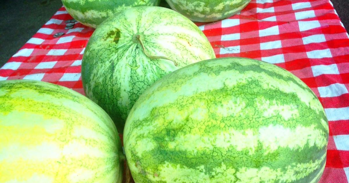 Over a Century of Experience Between Local Watermelon Growers at Melon Fest
