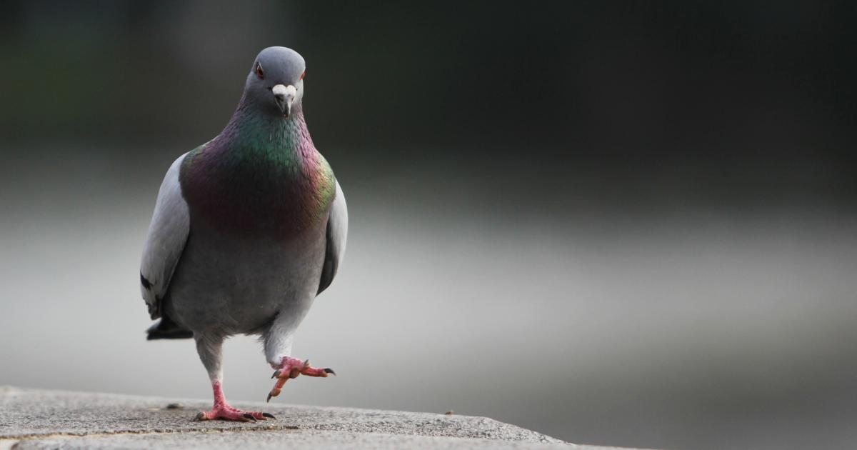 Police: Pigeon Drop Scammers in Operation at San Angelo's Big Box Stores