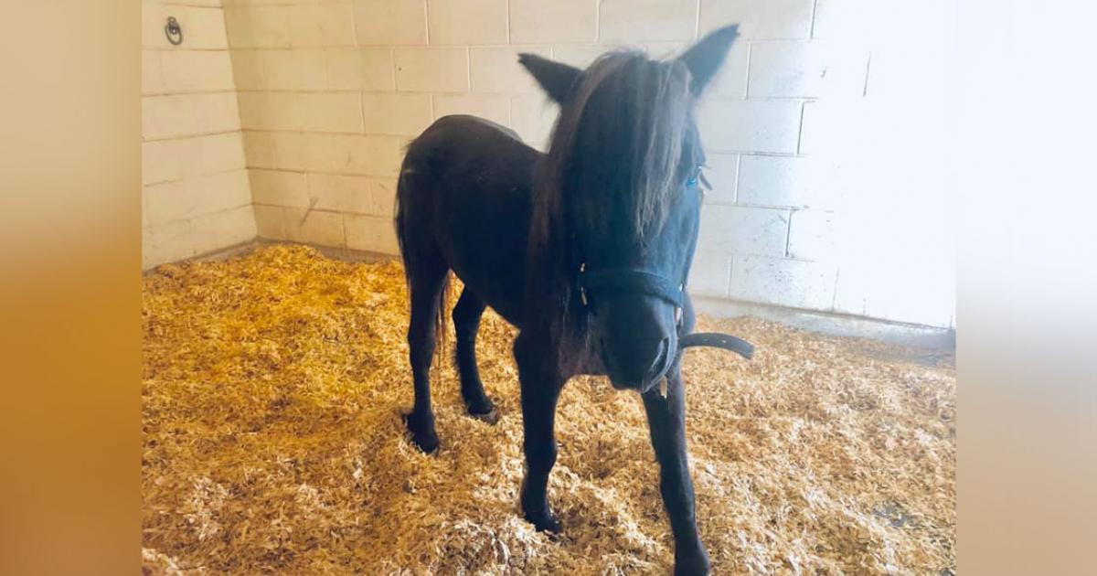 Brutally Abused Pony Recovering After Surgery