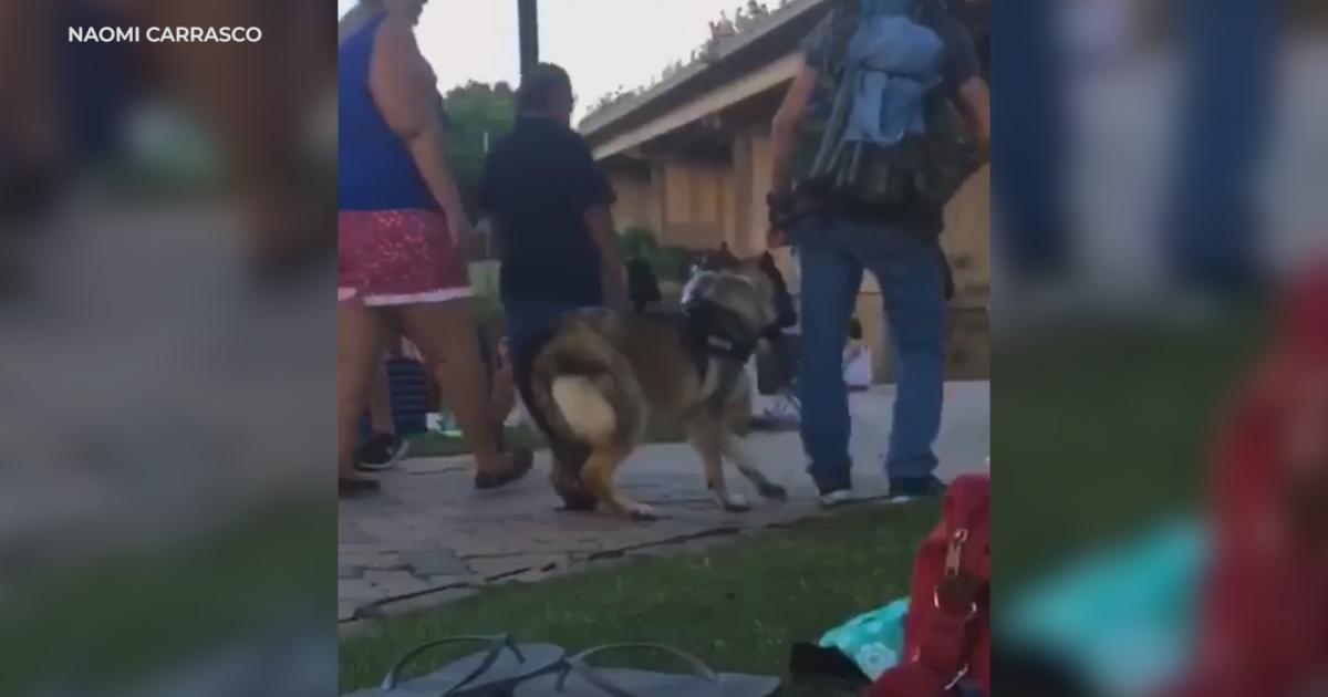 Police Investigating Man Who Was Caught on Video Beating Dog at Pops ...