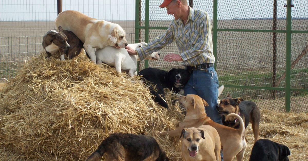 Local Dog Rescue Looking for Loving Hearts