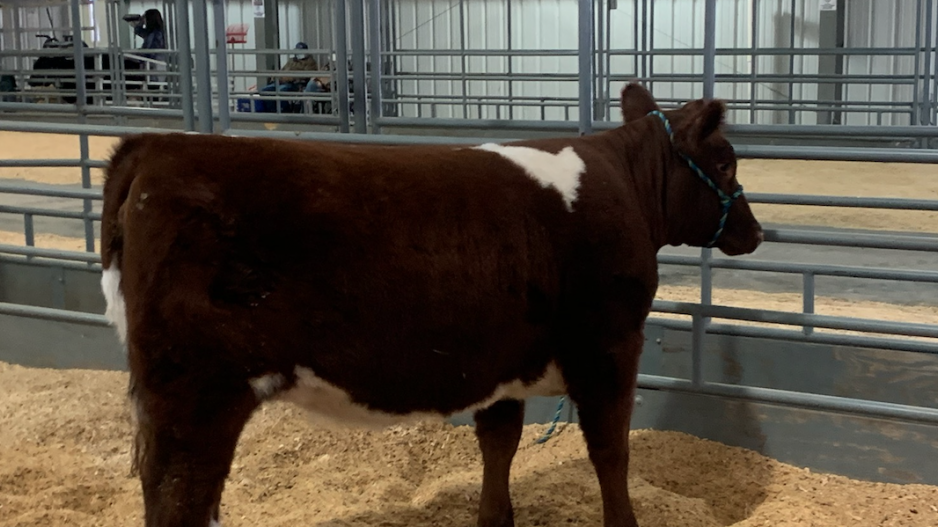 Breeding Cows Moooove Into San Angelo Live Stock Barns
