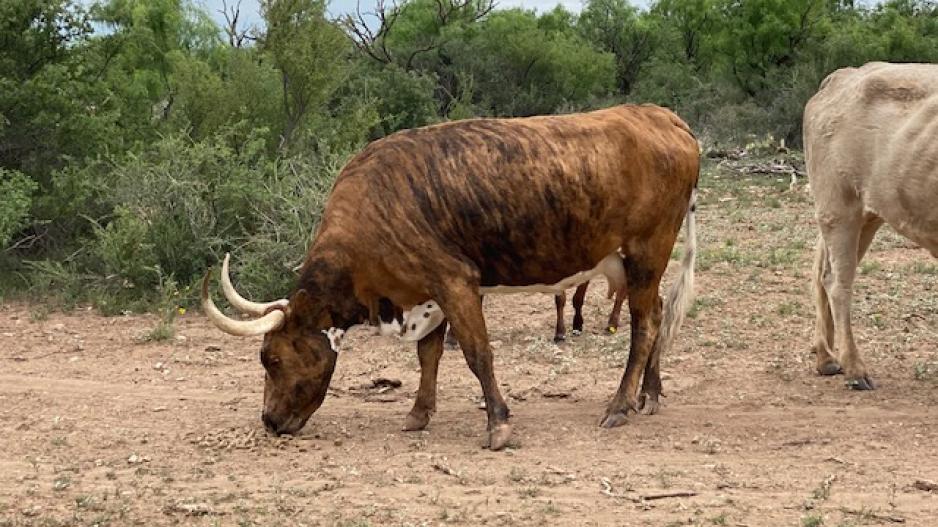 WATCH: Bison & Longhorns Delight San Angelo State Park Visitors