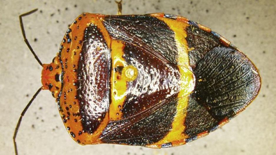Nasty Dangerous Stink Bug Seized In Spanish Moss At The Border nasty-dangerous-stink-bug-seized-in-spanish-moss-at-the-border