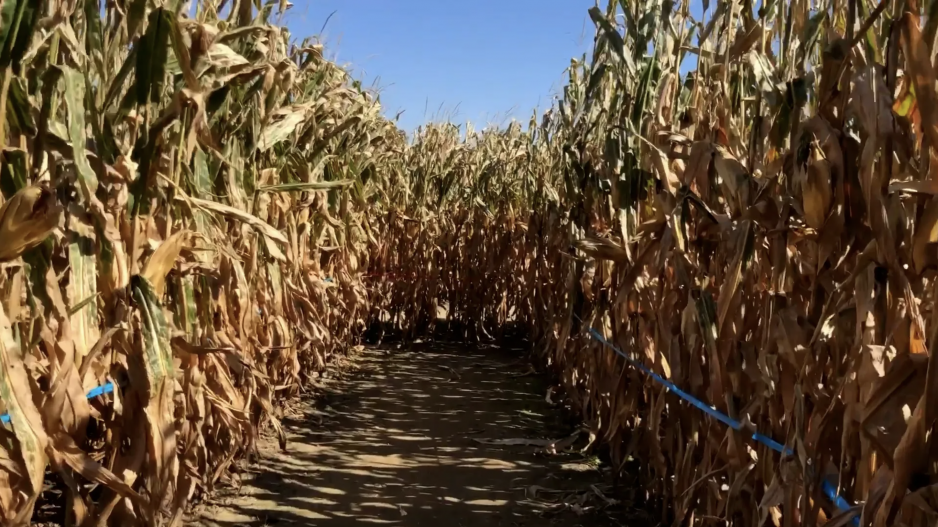 Dinosaur Themed Corn Maze Coming this Fall