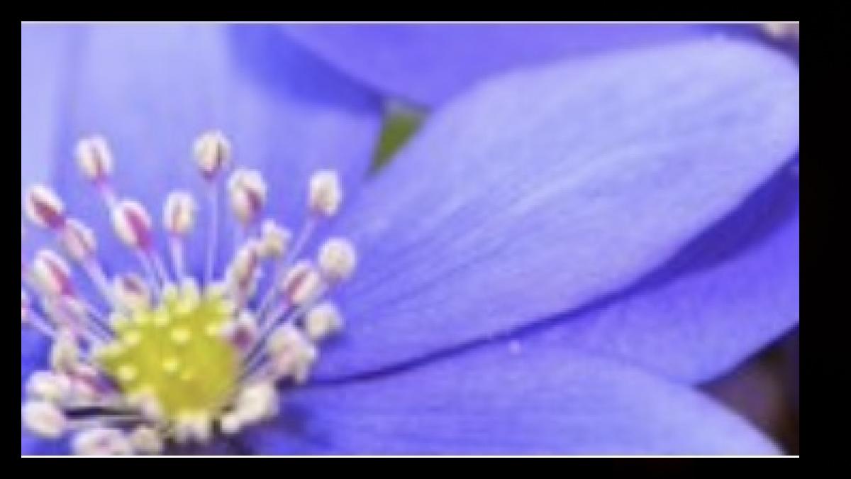Vera Pauneece Crabtree | San Angelo LIVE!