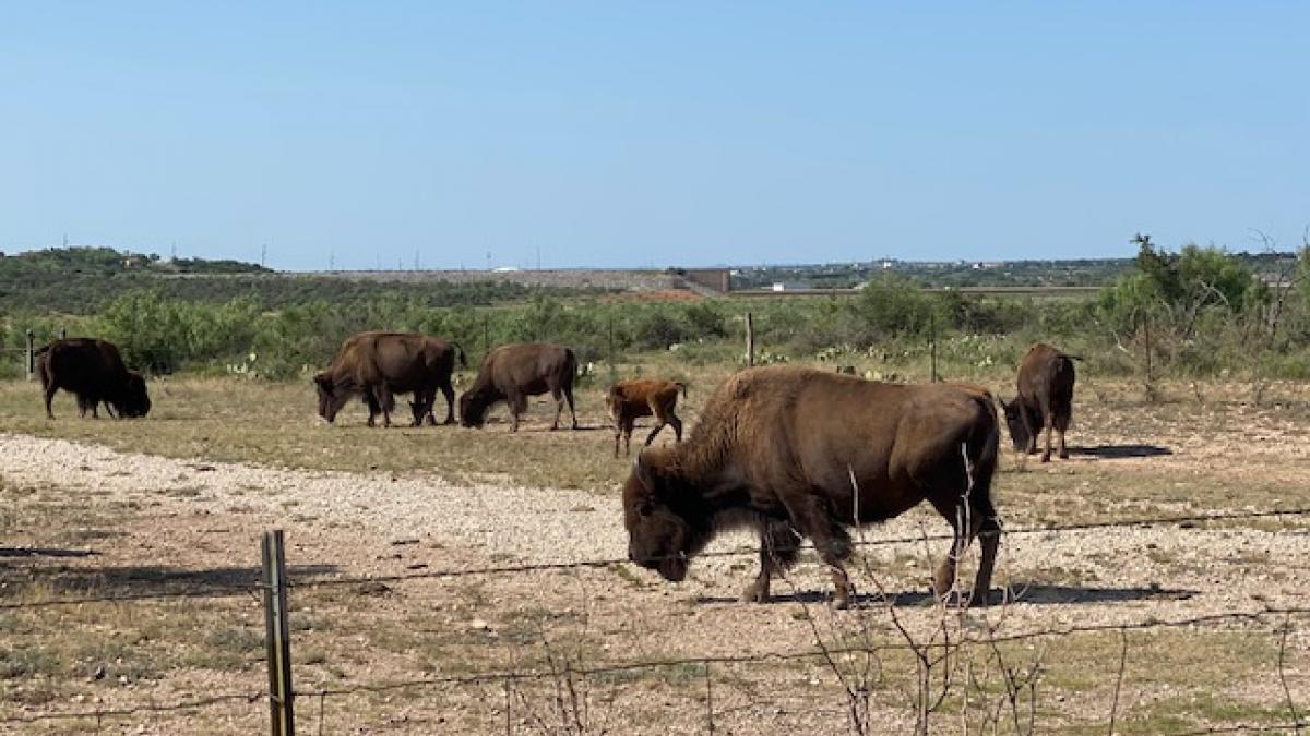 San Angelo State Park to Host Wildlife Viewing, Guided Hikes, and More ...