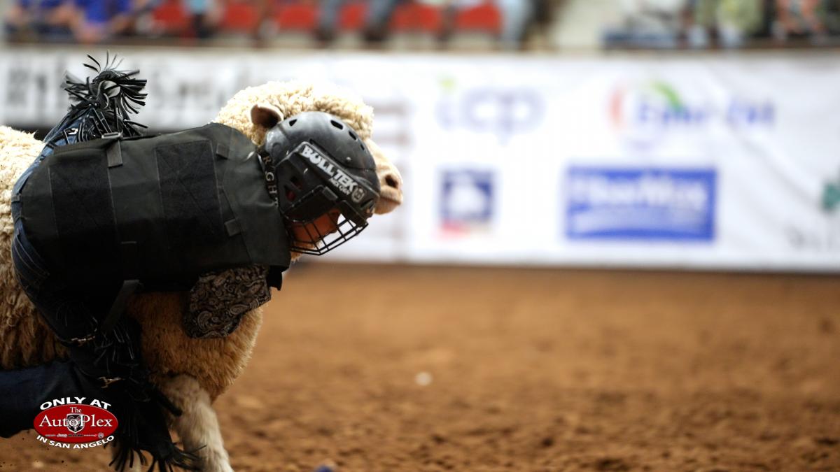 WATCH: The Top 5 Mutton Busters of the 90th San Angelo Rodeo