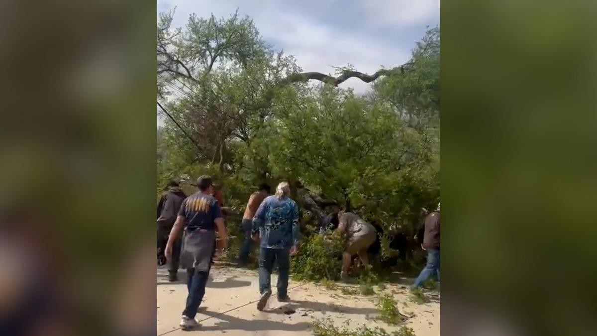 WATCH: Video Surfaces of Giant Tree Falling on San Antonio Zoo Patrons