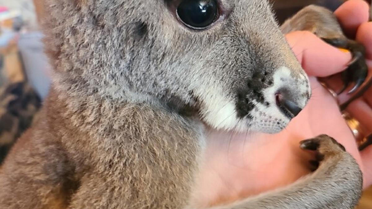 A Real Kangaroo Visits San Angelo LIVE! Offices