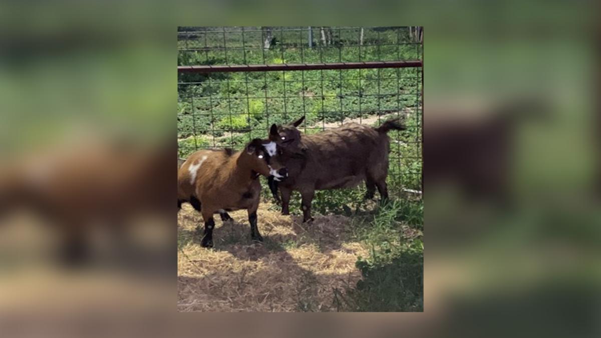 LIVE! Daily News | Two Goats on the Loose