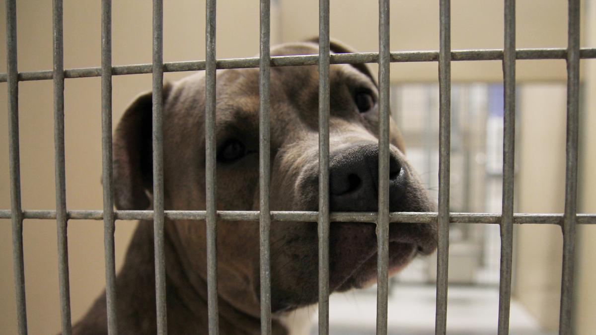 LIVE! Daily News | Drama at the San Angelo Animal Shelter