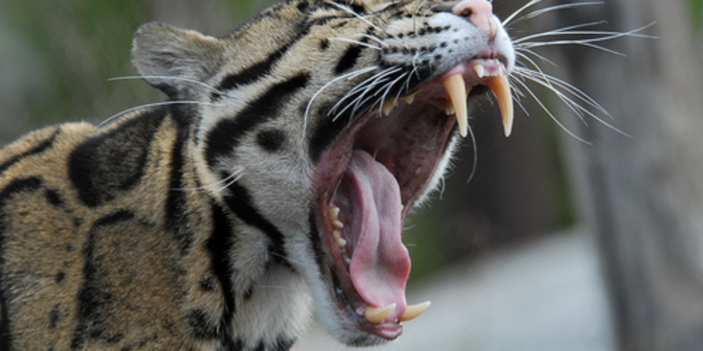 clouded leopard canine teeth